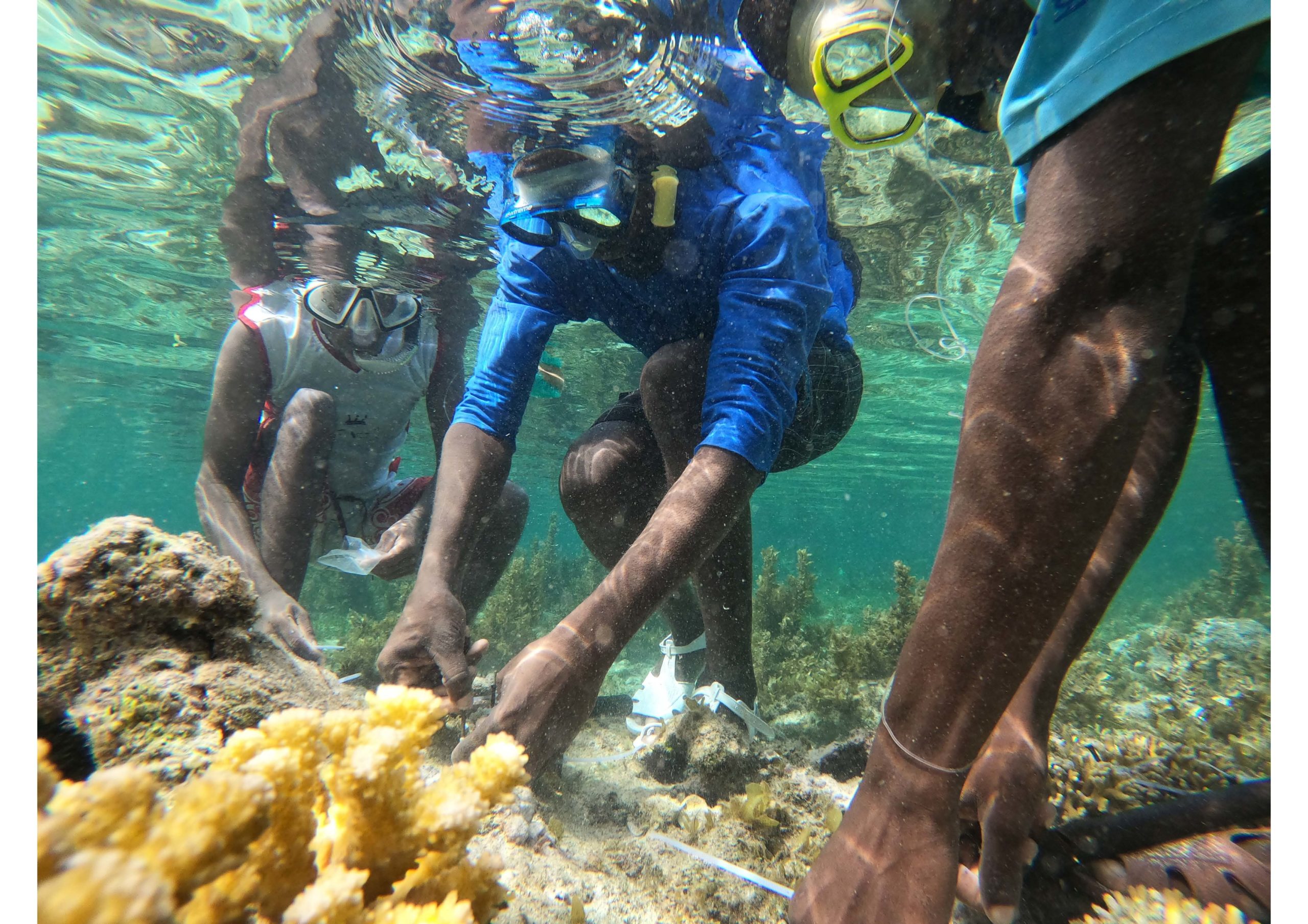 Elite Athletes Winning To Restore Coral Reefs In Kenya... - Athlete ...