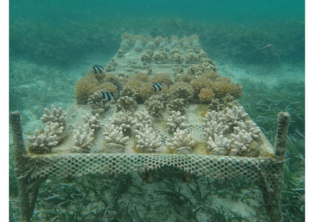 Elite Athletes Winning To Restore Coral Reefs In Kenya... - Athlete ...